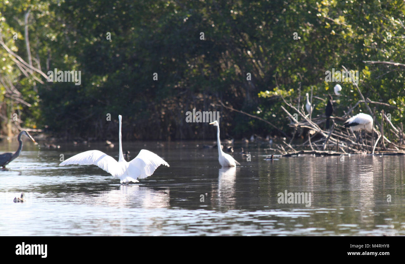 Busy day at Mrazek Pond Mrazek Pond Stock Photo - Alamy