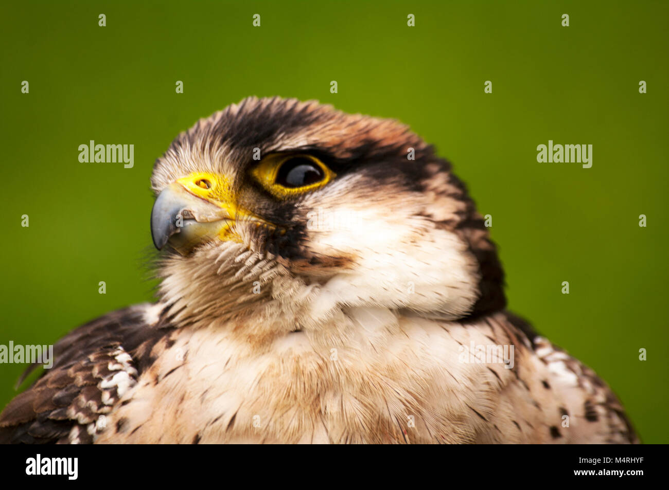 Kent birds hi-res stock photography and images - Alamy