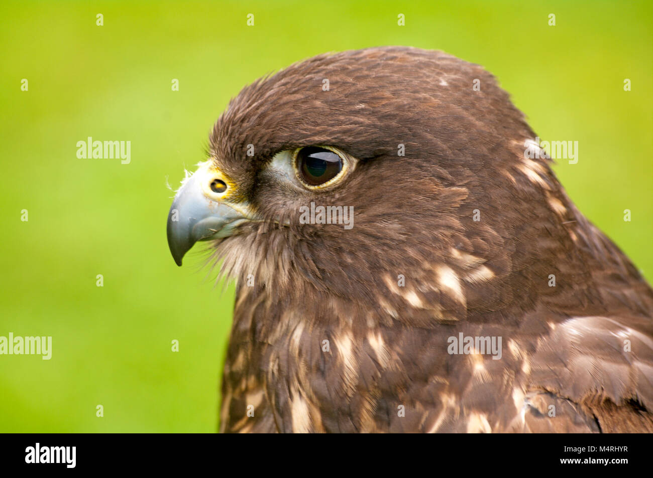 Kent, England, Peregrine Falcon Stock Photo - Alamy