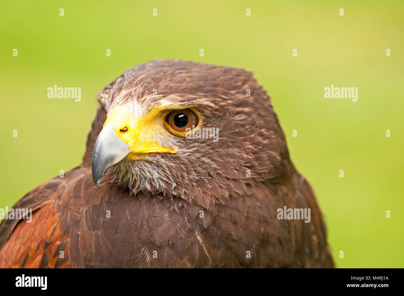 Kent, England, Harris Hawk Stock Photo - Alamy