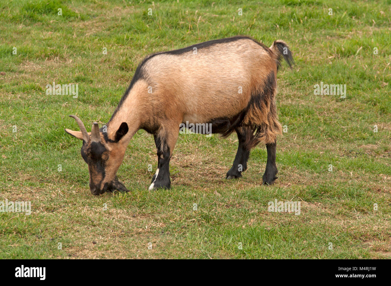 Kent, England, Pygmy Goat Stock Photo - Alamy