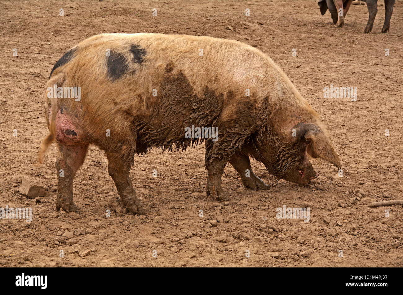 Old spot pig england hi-res stock photography and images - Alamy