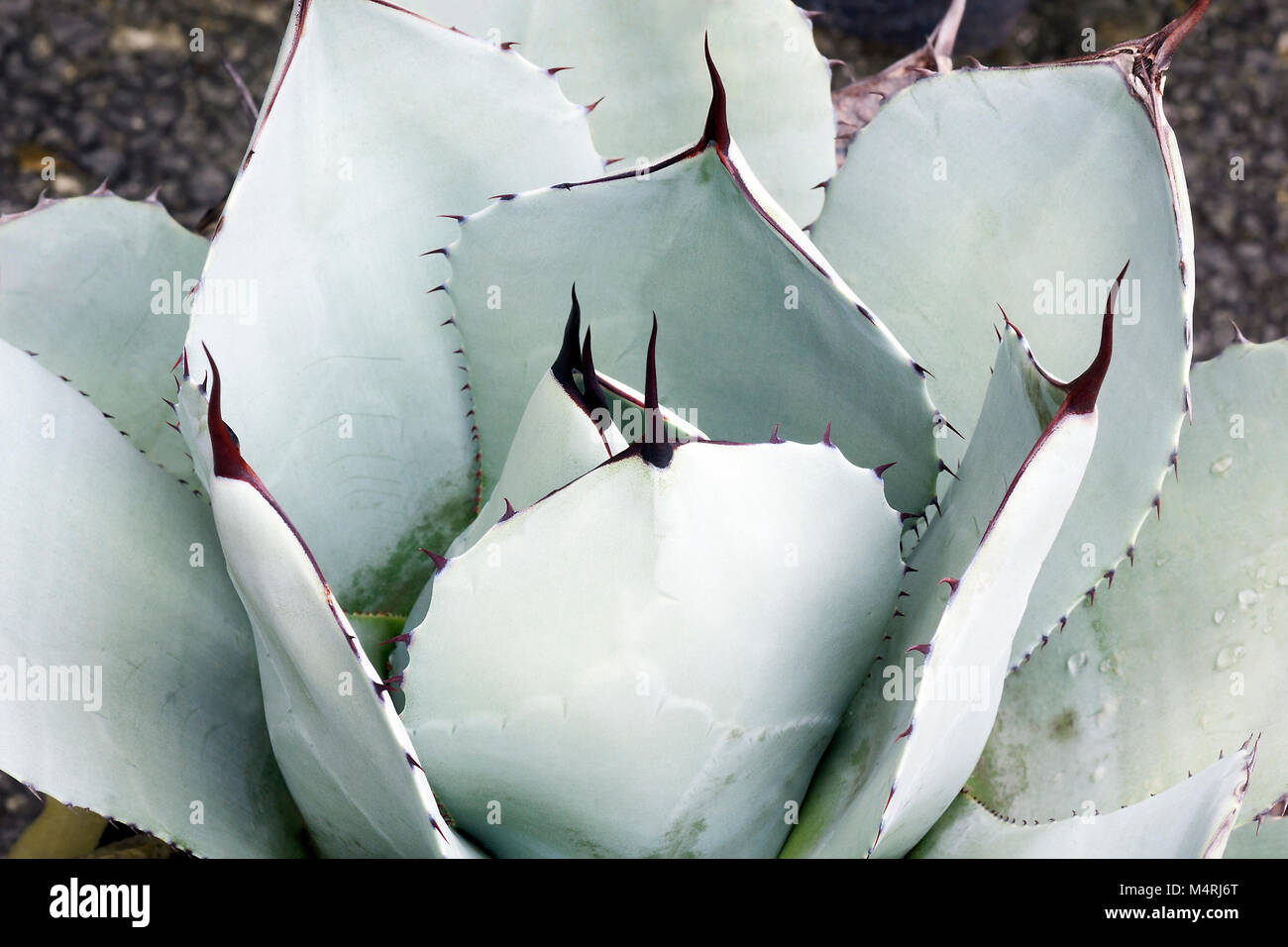 Mescal agave hi-res stock photography and images - Alamy