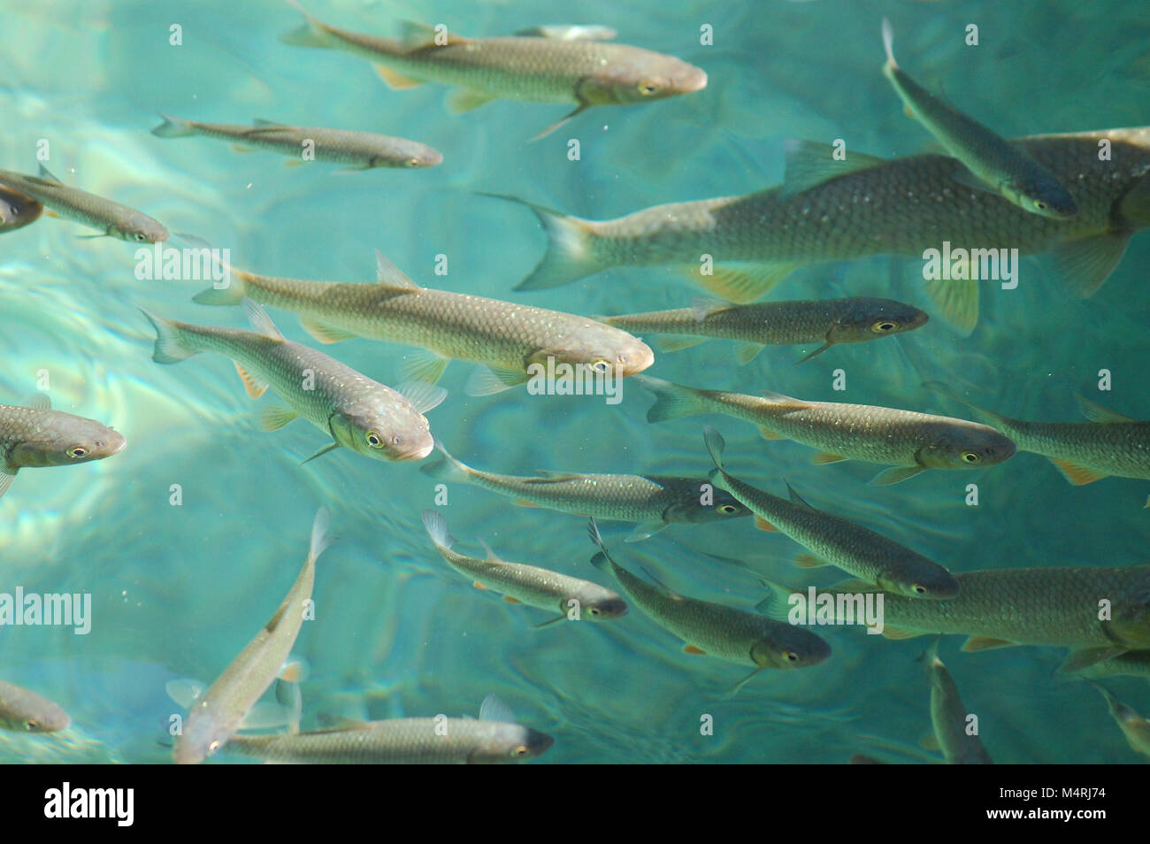Fish in clear blue beautiful waters of Plitcive Lakes National Park ...