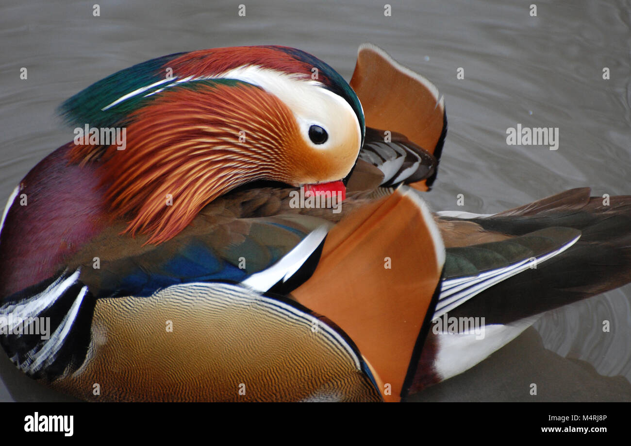 Male Mandarin duck with beak between feathers, preening.UK Stock Photo ...