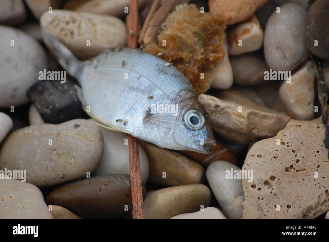 dead fish on pebbles / rocks in croatia Stock Photo - Alamy