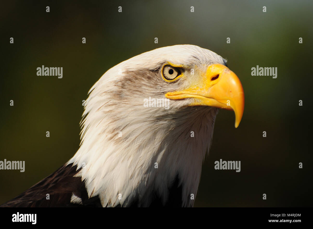 Bald eagle face features, close up Stock Photo - Alamy