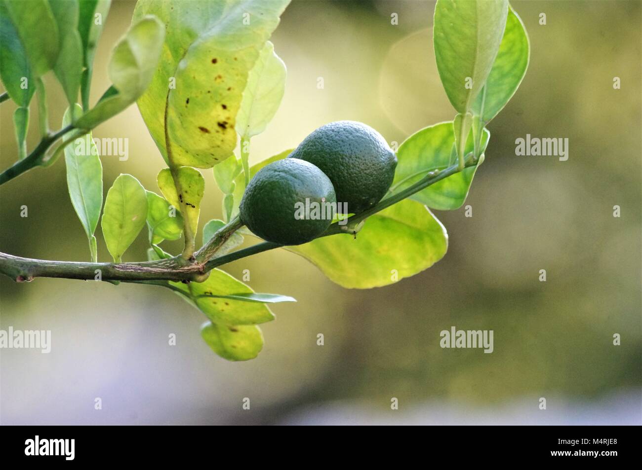 Avocado tree hi-res stock photography and images - Alamy