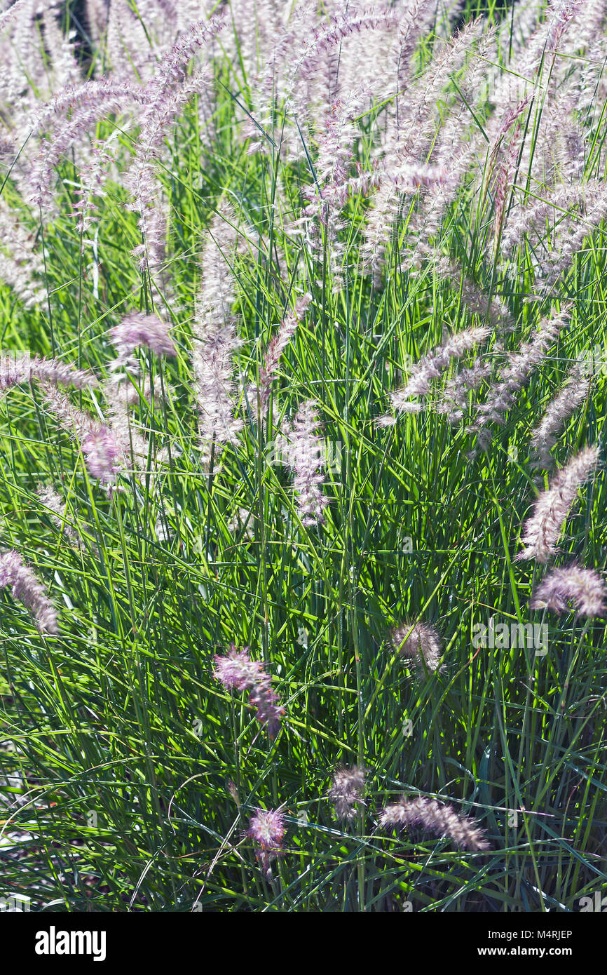 Oriental Fountain Grass (Pennisetum orientale Stock Photo - Alamy