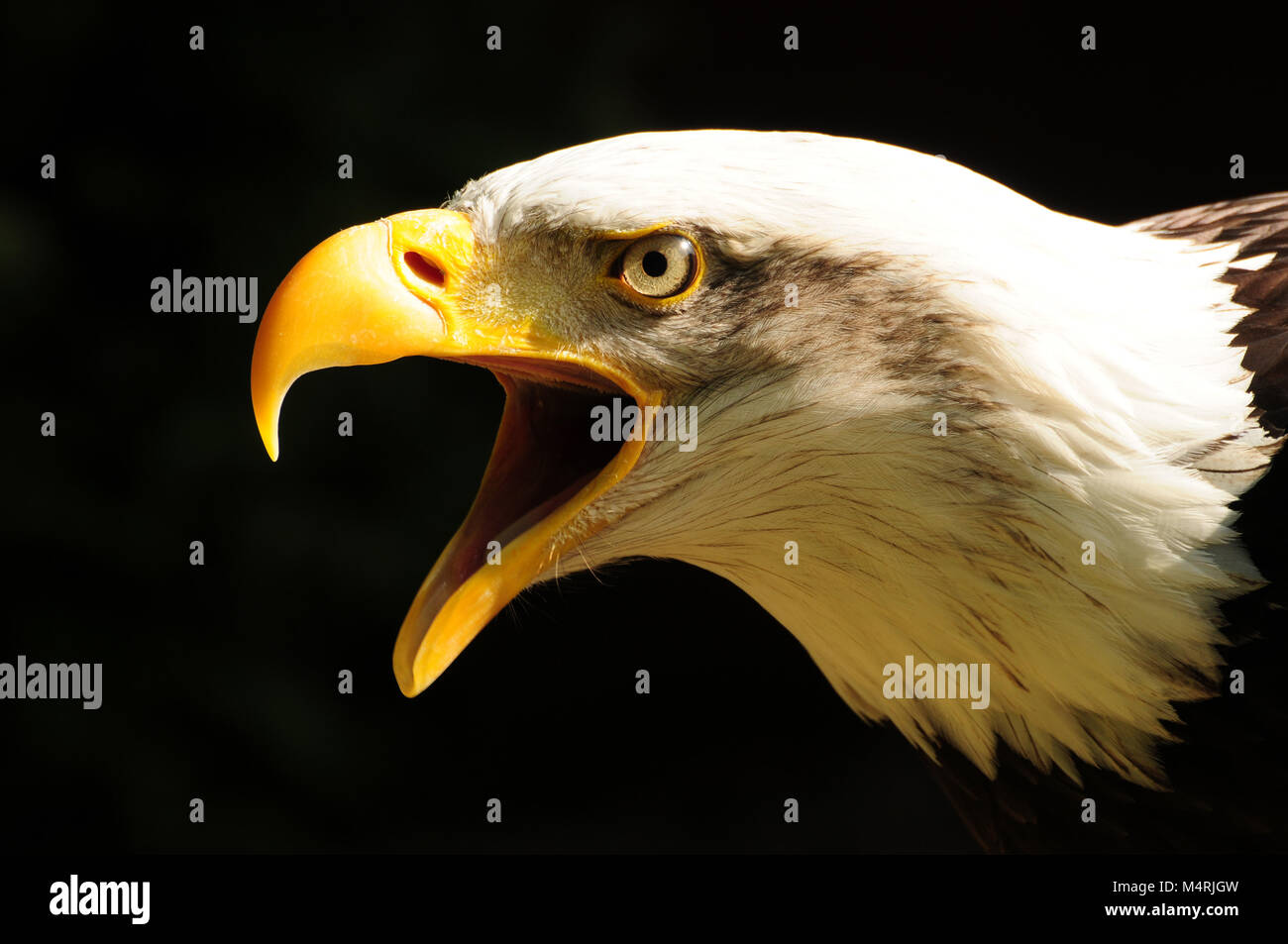 Large head features hi-res stock photography and images - Alamy