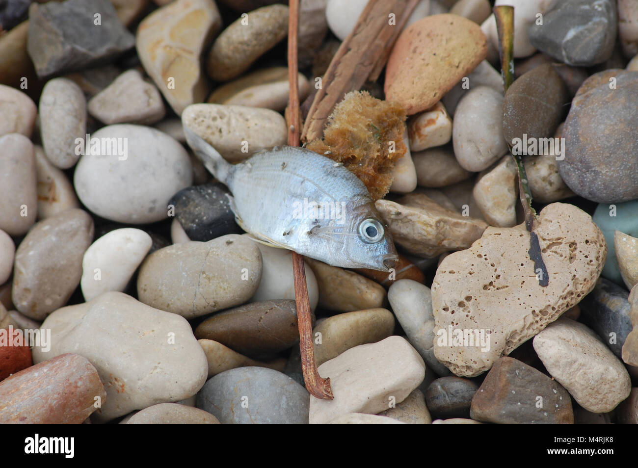 dead fish on pebbles in croatia Stock Photo - Alamy