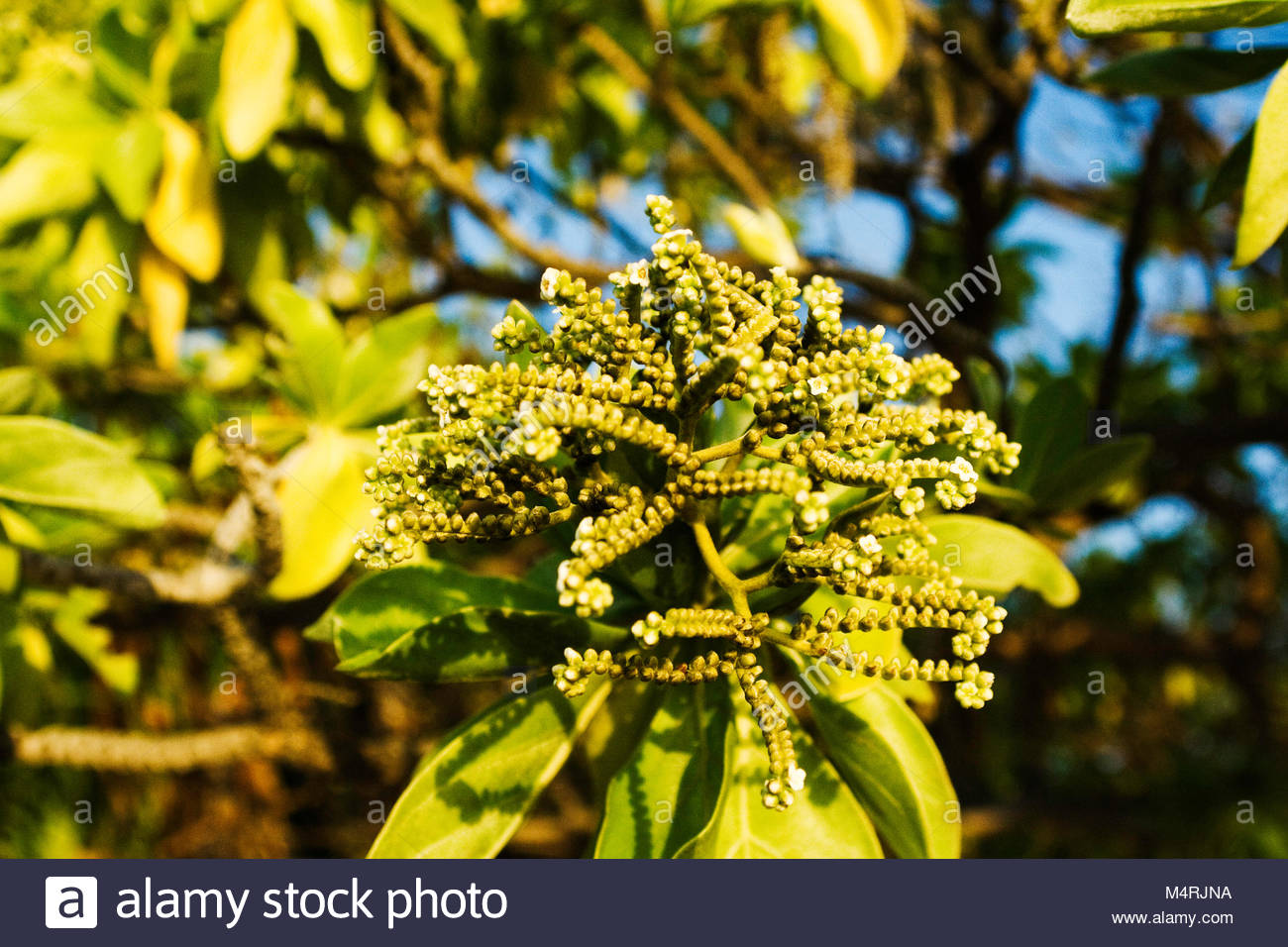 Kiribati Island Stock Photos & Kiribati Island Stock Images - Alamy
