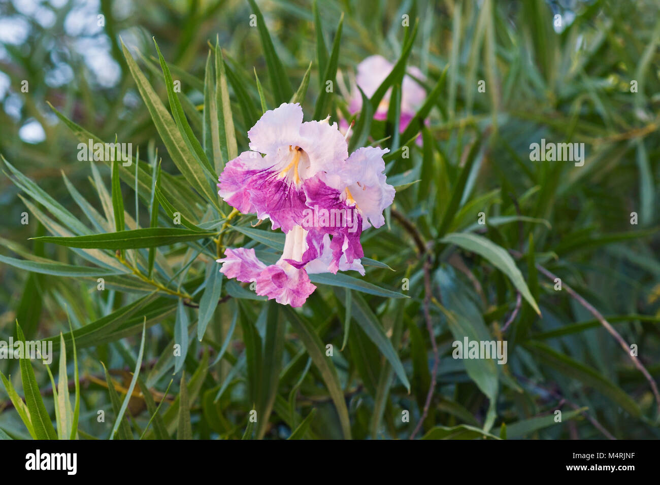 Desert willow (Chilopsis linearis Stock Photo - Alamy