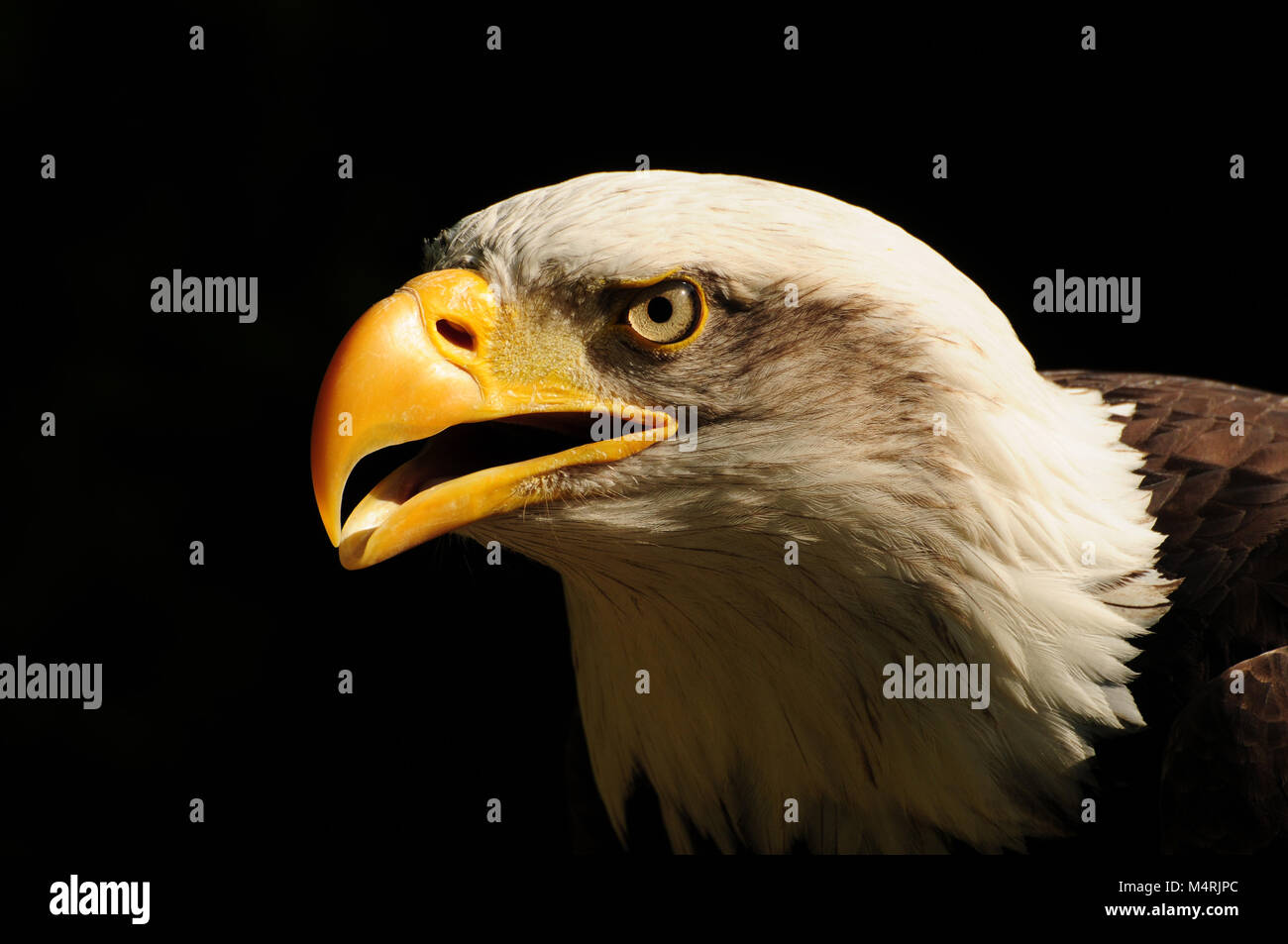 Bald eagle face features, close up Stock Photo - Alamy