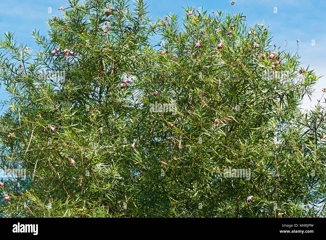 Desert willow chilopsis linearis hi-res stock photography and images ...
