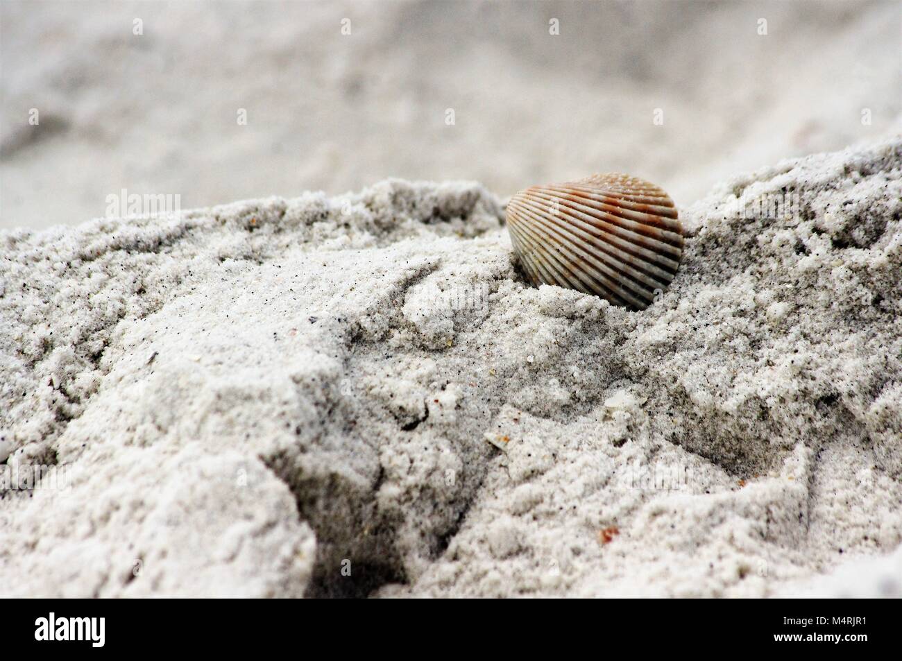 White shell sand beach hi-res stock photography and images - Alamy