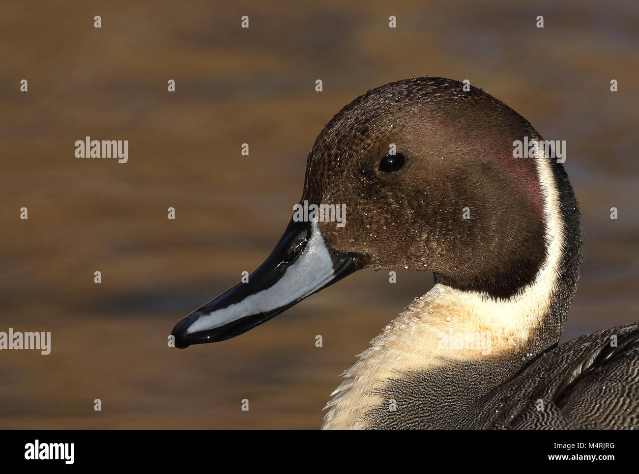 Northern pintail (Anas acuta) male close up head Stock Photo - Alamy