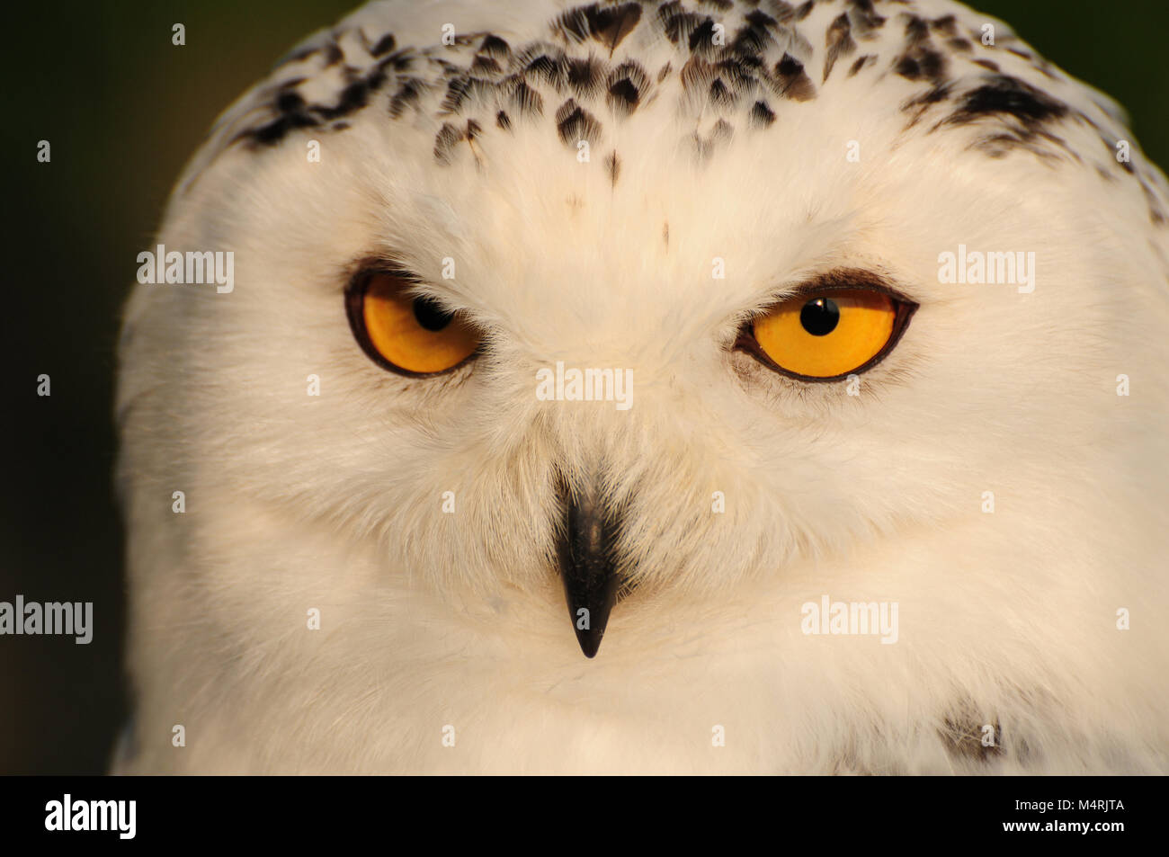 Snowy owl head features Stock Photo - Alamy
