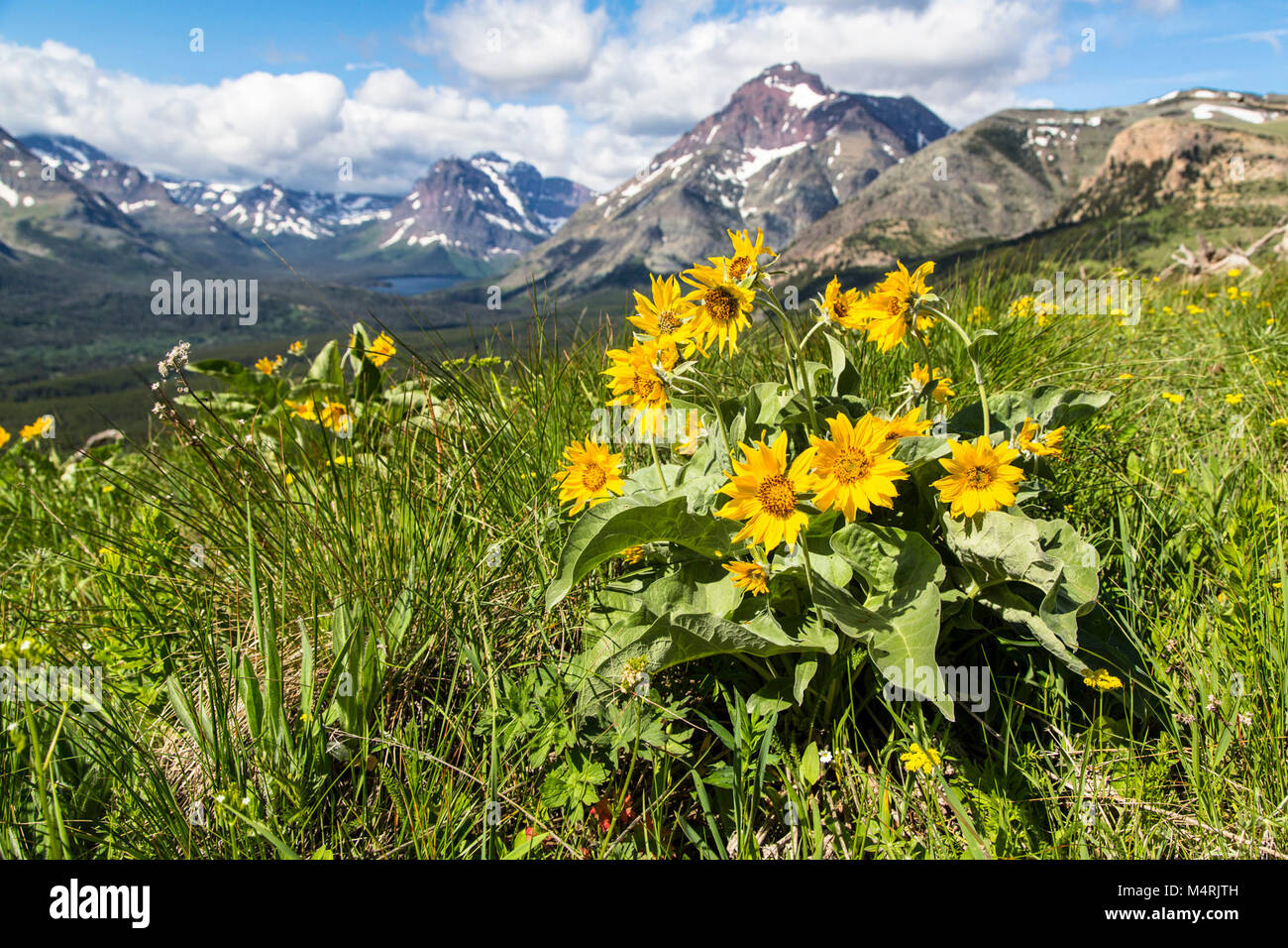 Overlooking Two Medicine Valley Stock Photo - Alamy
