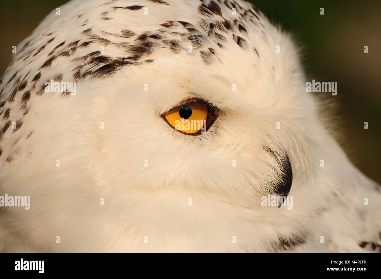 Snowy owl head features Stock Photo - Alamy