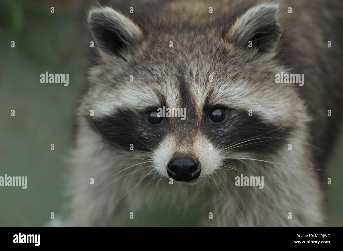 Racoon face hi-res stock photography and images - Alamy