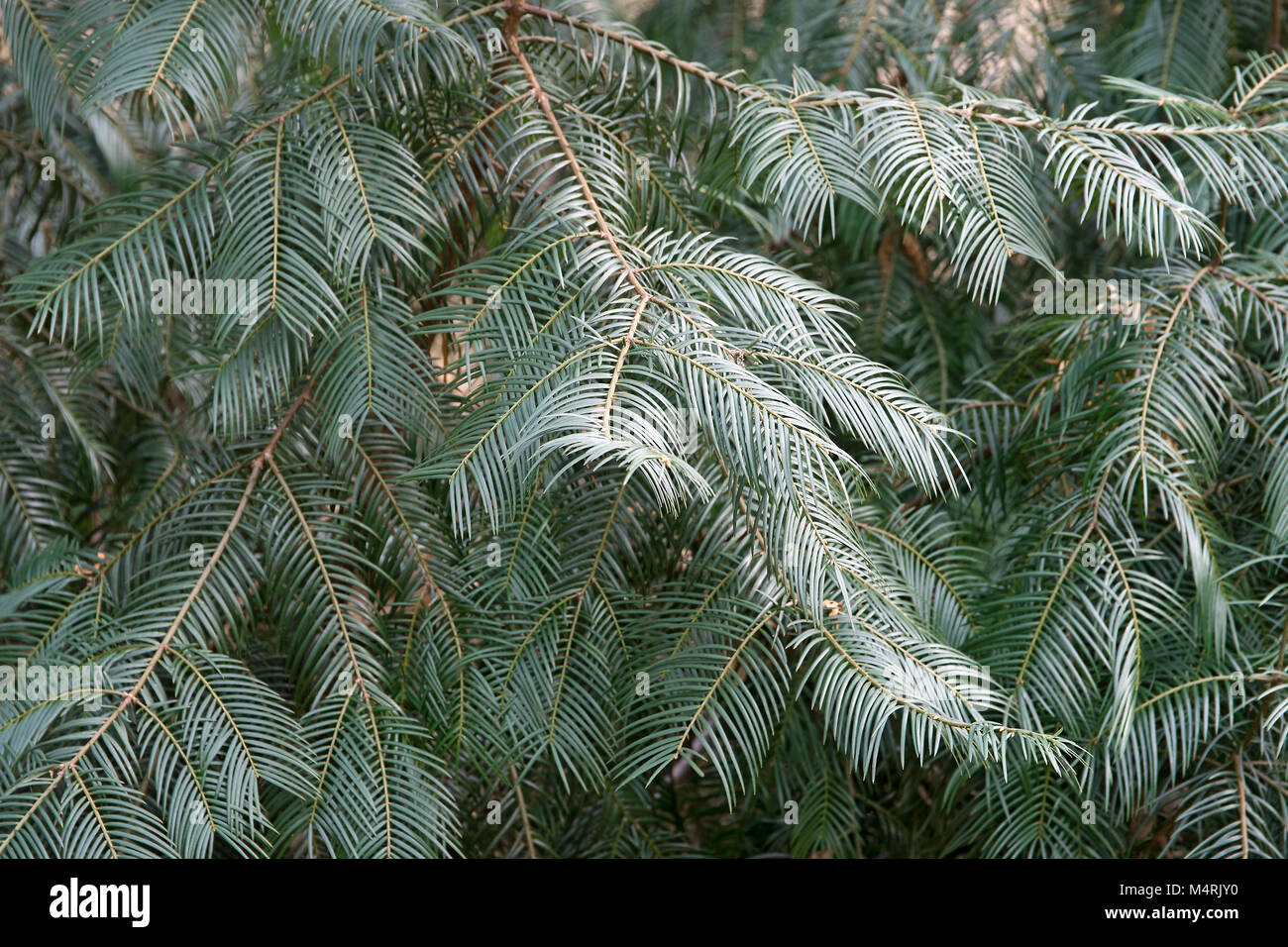 Chinese plum yew (Cephalotaxus fortunei). Called Plum yew and Chinese ...
