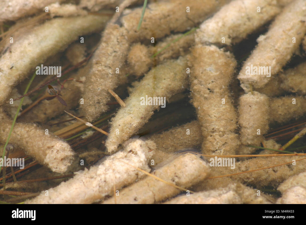 Periphyton hi-res stock photography and images - Alamy