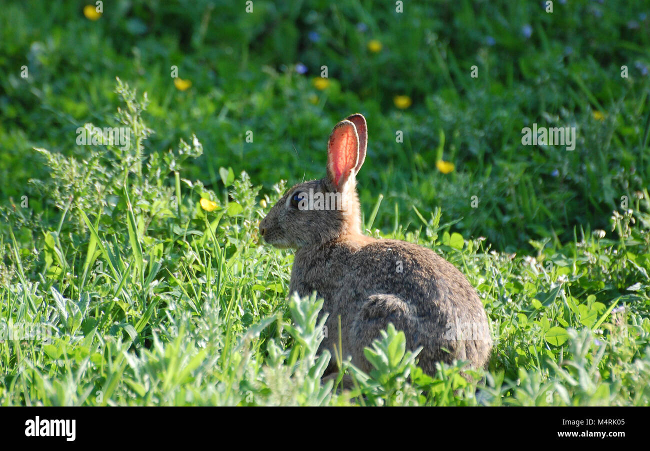 Wild rabbit uk hi-res stock photography and images - Alamy