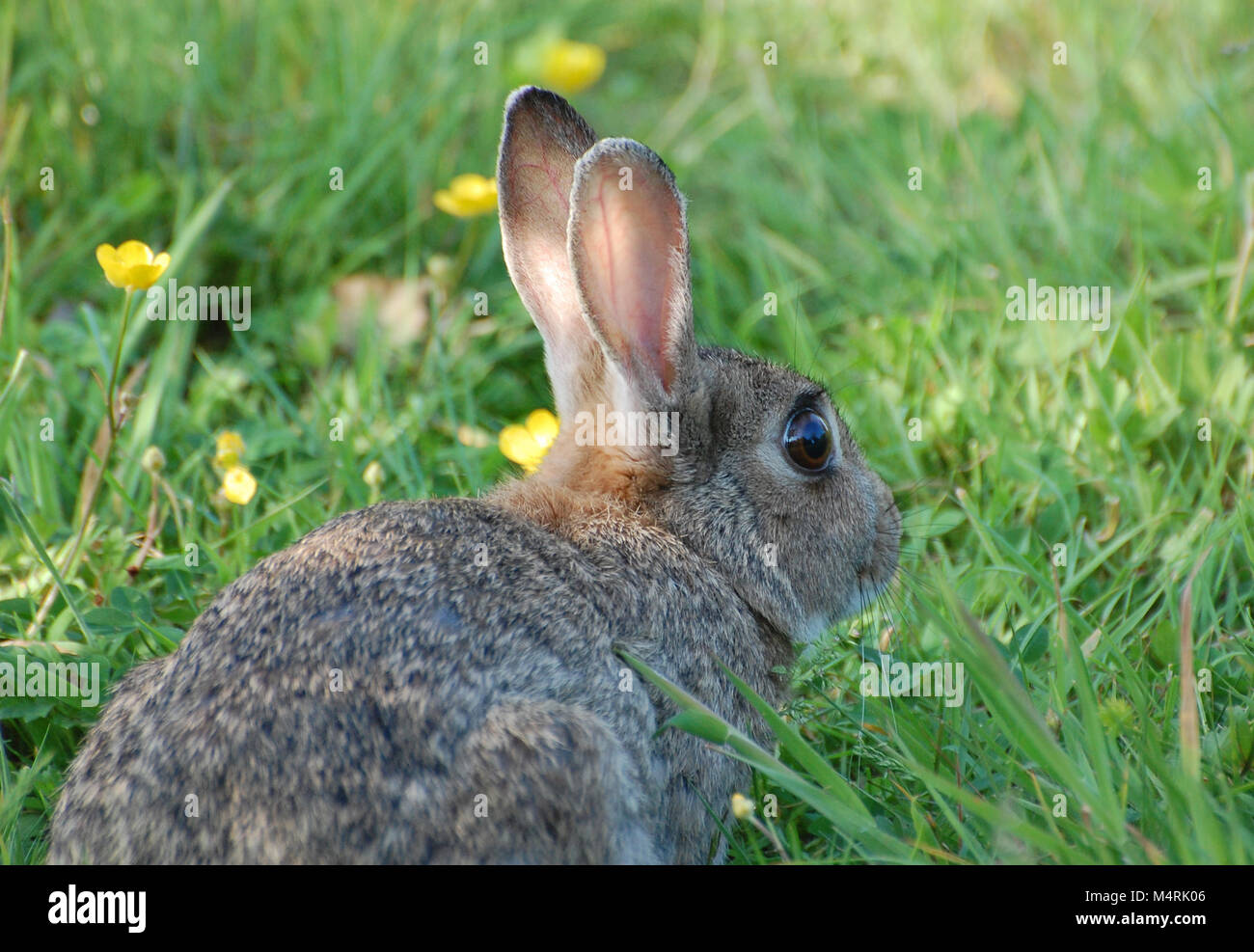 Wild Rabbit Uk Stock Photos & Wild Rabbit Uk Stock Images - Alamy