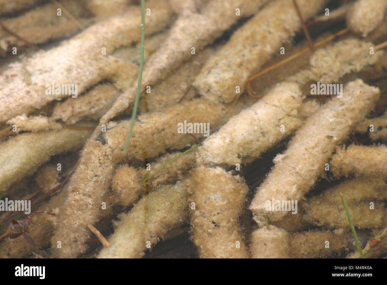 Periphyton hi-res stock photography and images - Alamy