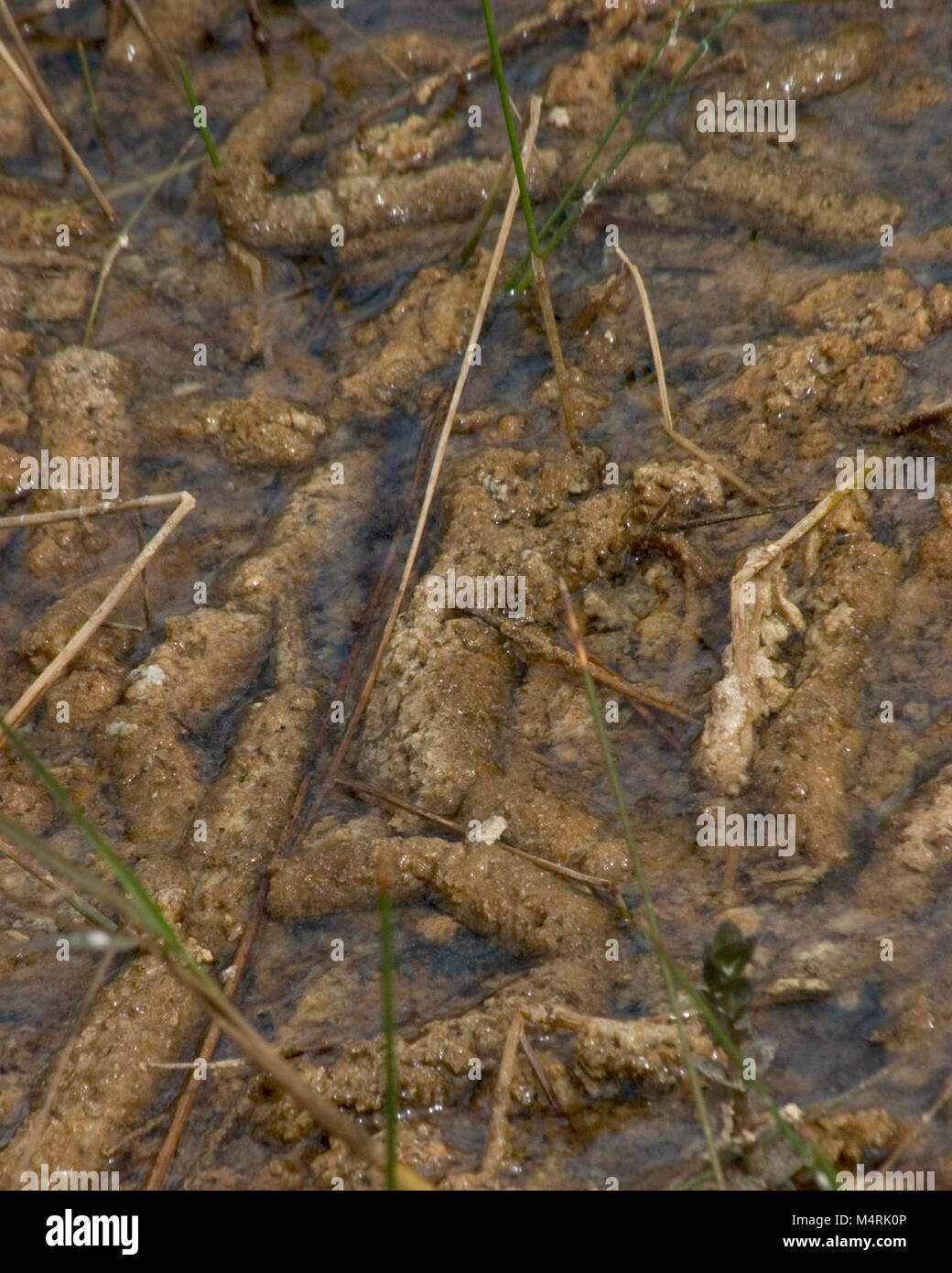 Periphyton hi-res stock photography and images - Alamy