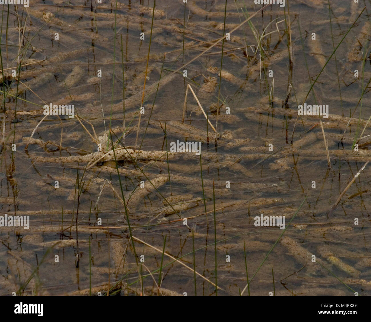 Periphyton hi-res stock photography and images - Alamy