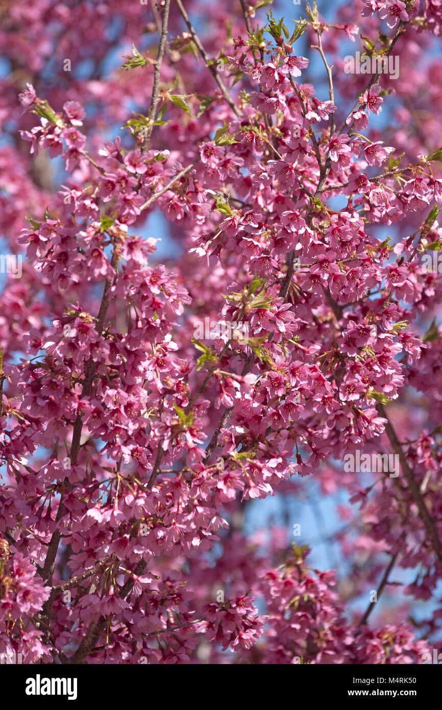 First Lady flowering cherry (Prunus x incam First Lady). Hybrid between ...