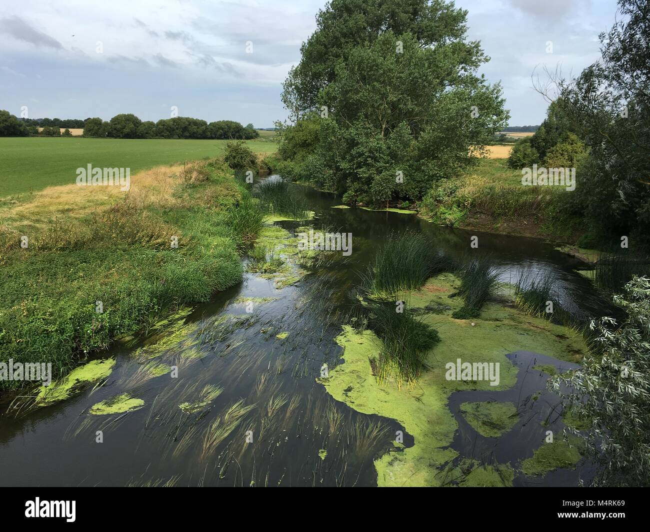 Algae in the river hi-res stock photography and images - Alamy