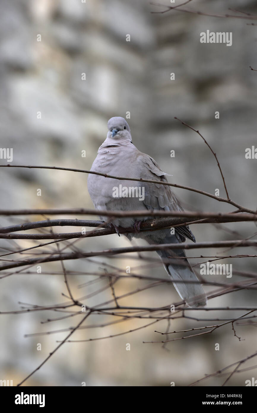 a collared dove sitting on a branch or twig in a tree, Bird blending in ...