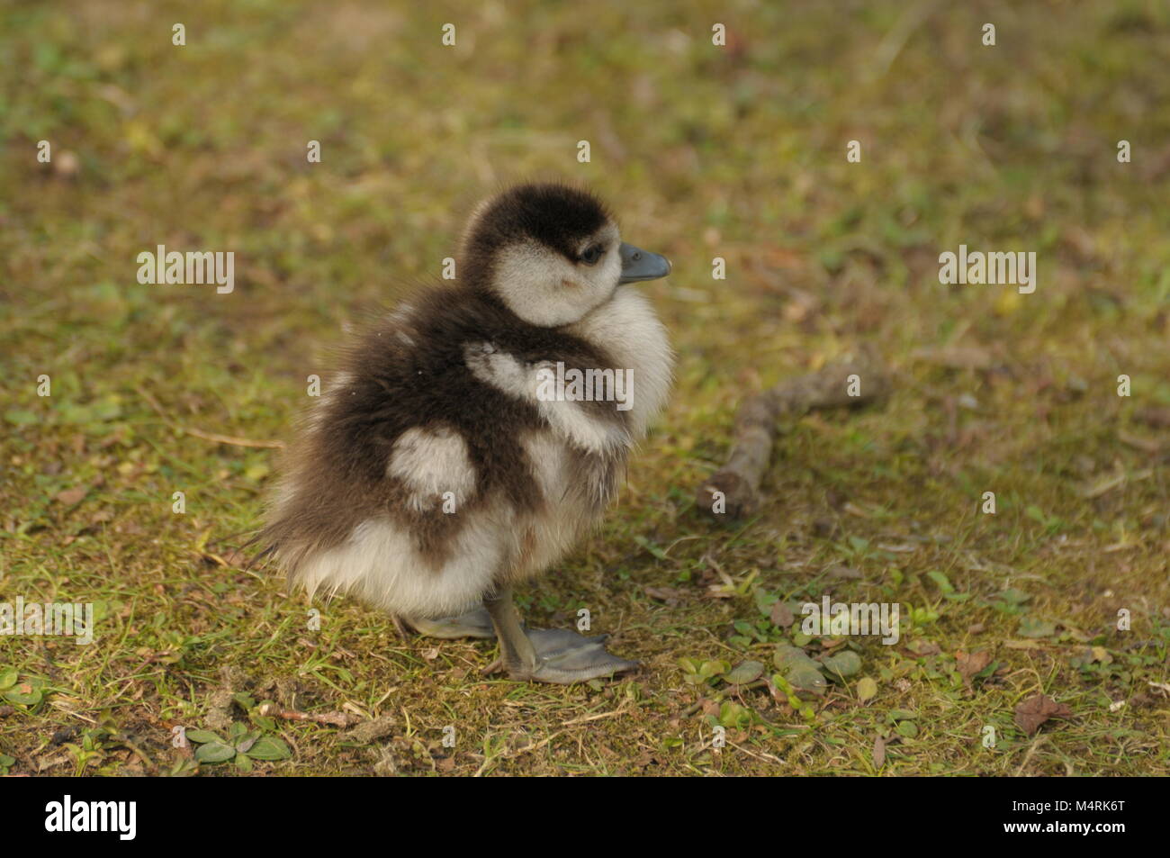 Baby shelduck chicks, uk, humbugs Stock Photo - Alamy