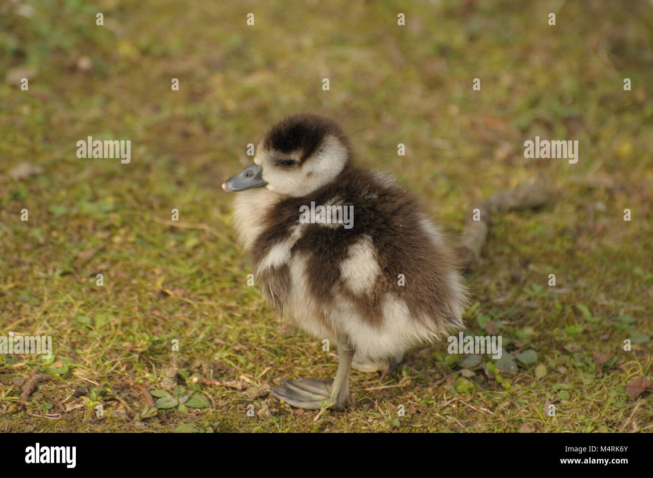 Black and white chicks hi-res stock photography and images - Alamy