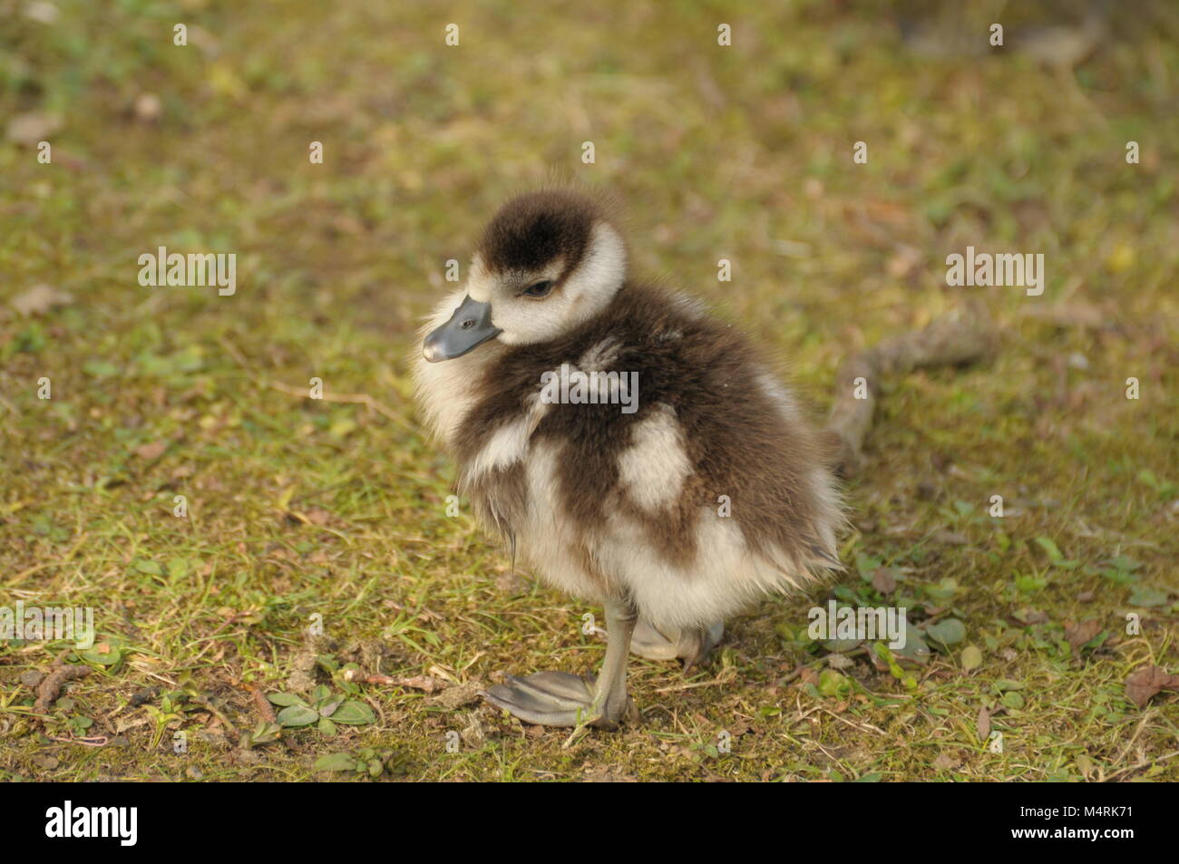Baby shelduck hi-res stock photography and images - Alamy