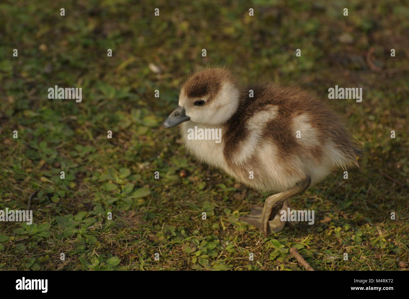 Black and white shelduck hi-res stock photography and images - Alamy