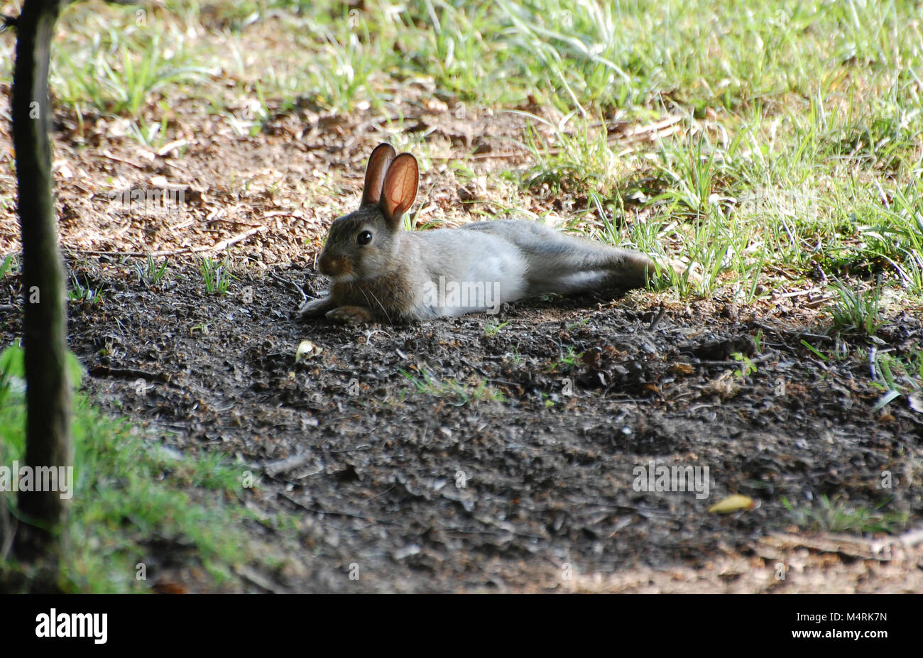Wild rabbit uk hi-res stock photography and images - Alamy