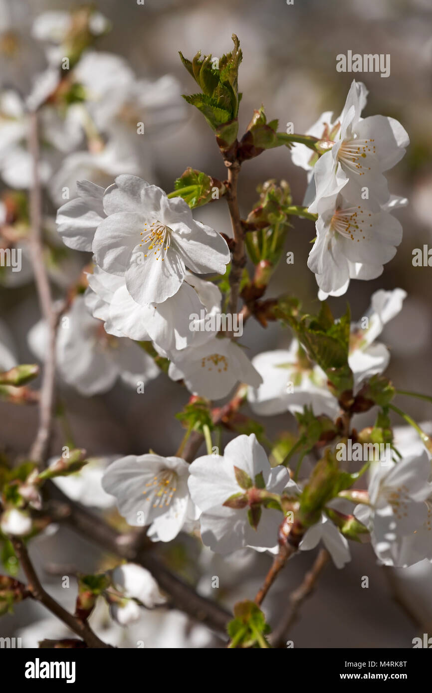 Snow Goose Japanese flowering cherry (Prunus serrulata Snow Goose Stock ...
