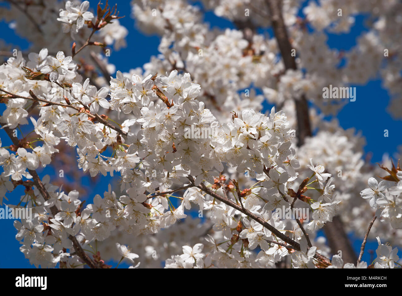 Sargent cherry tree hi-res stock photography and images - Alamy