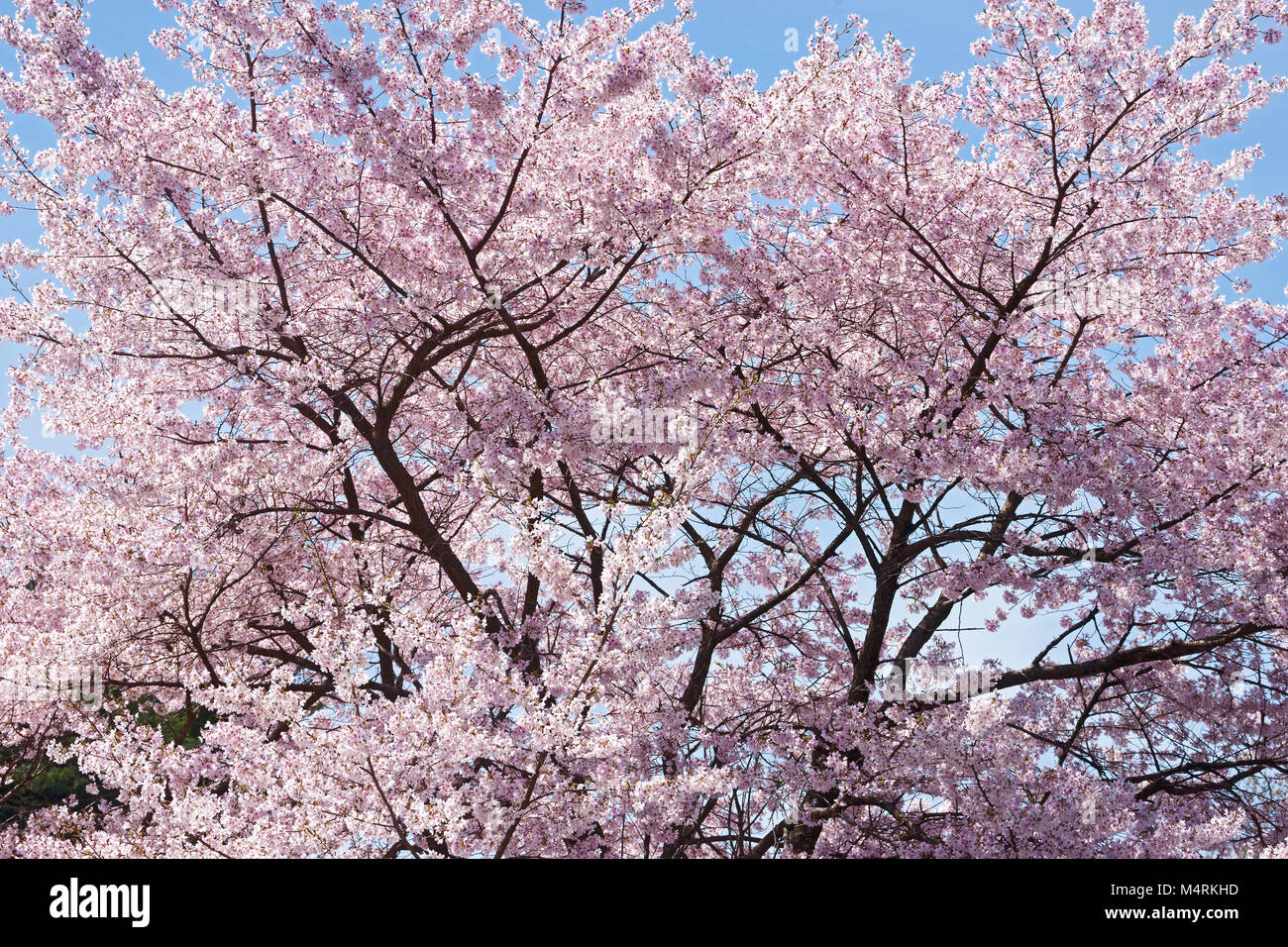 Awanui Yoshino cherry (Prunus x yedoensis Awanui Stock Photo - Alamy