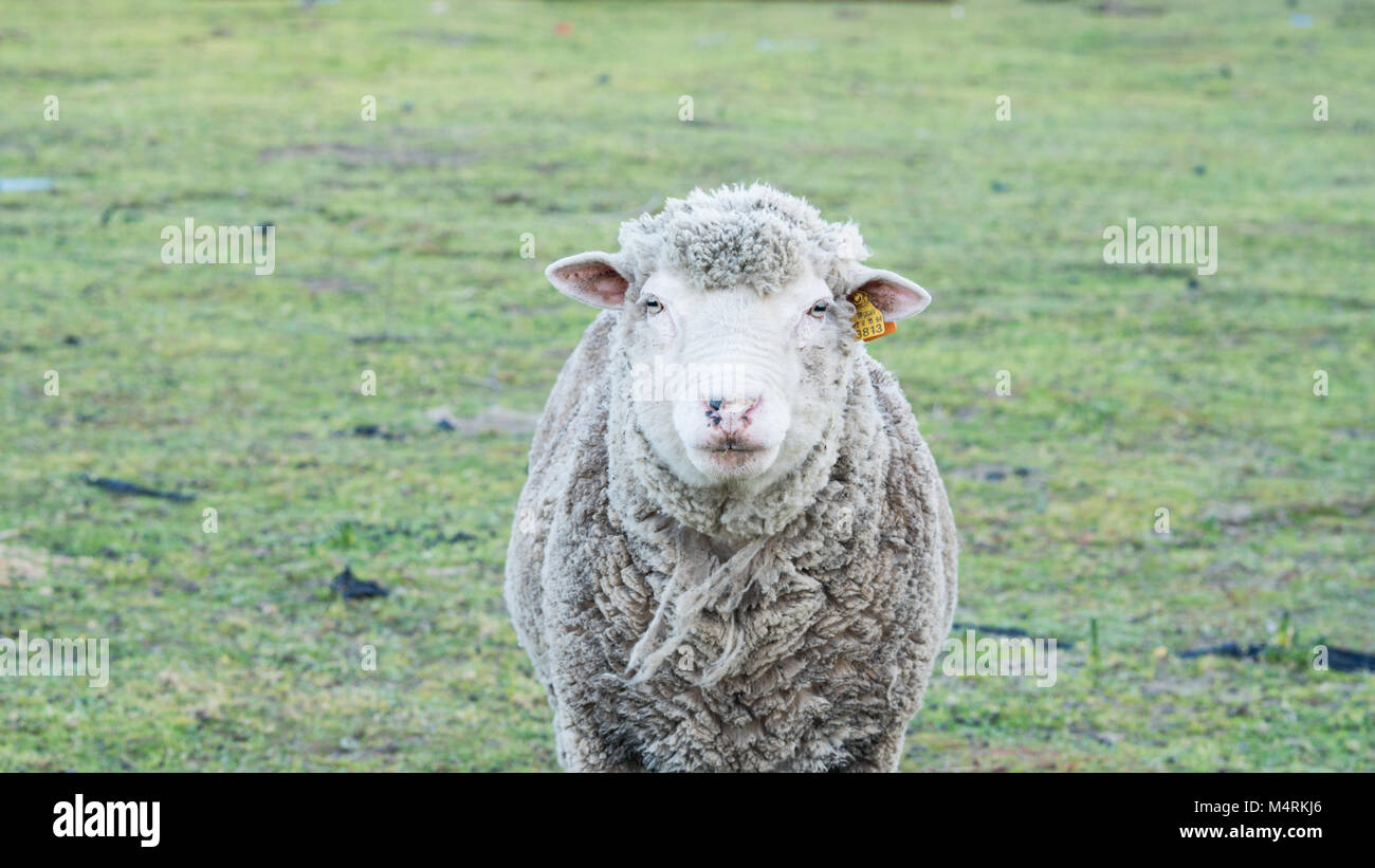 Sheep in the center Stock Photo - Alamy