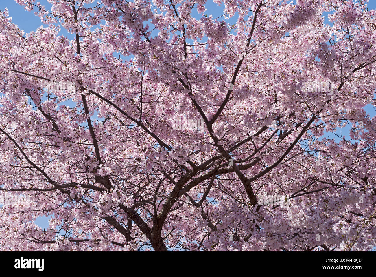 Awanui Yoshino cherry (Prunus x yedoensis Awanui Stock Photo - Alamy