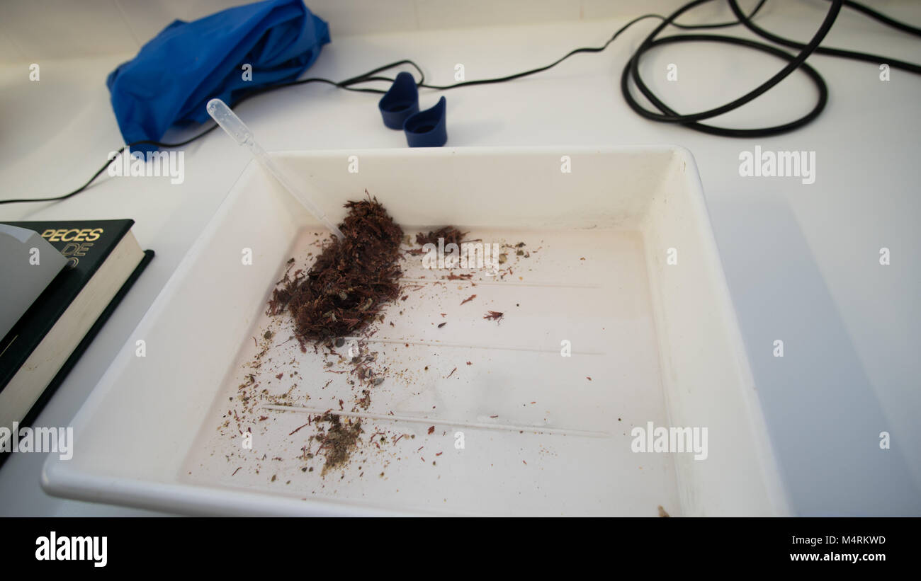 Laboratory micro experiment Stock Photo - Alamy