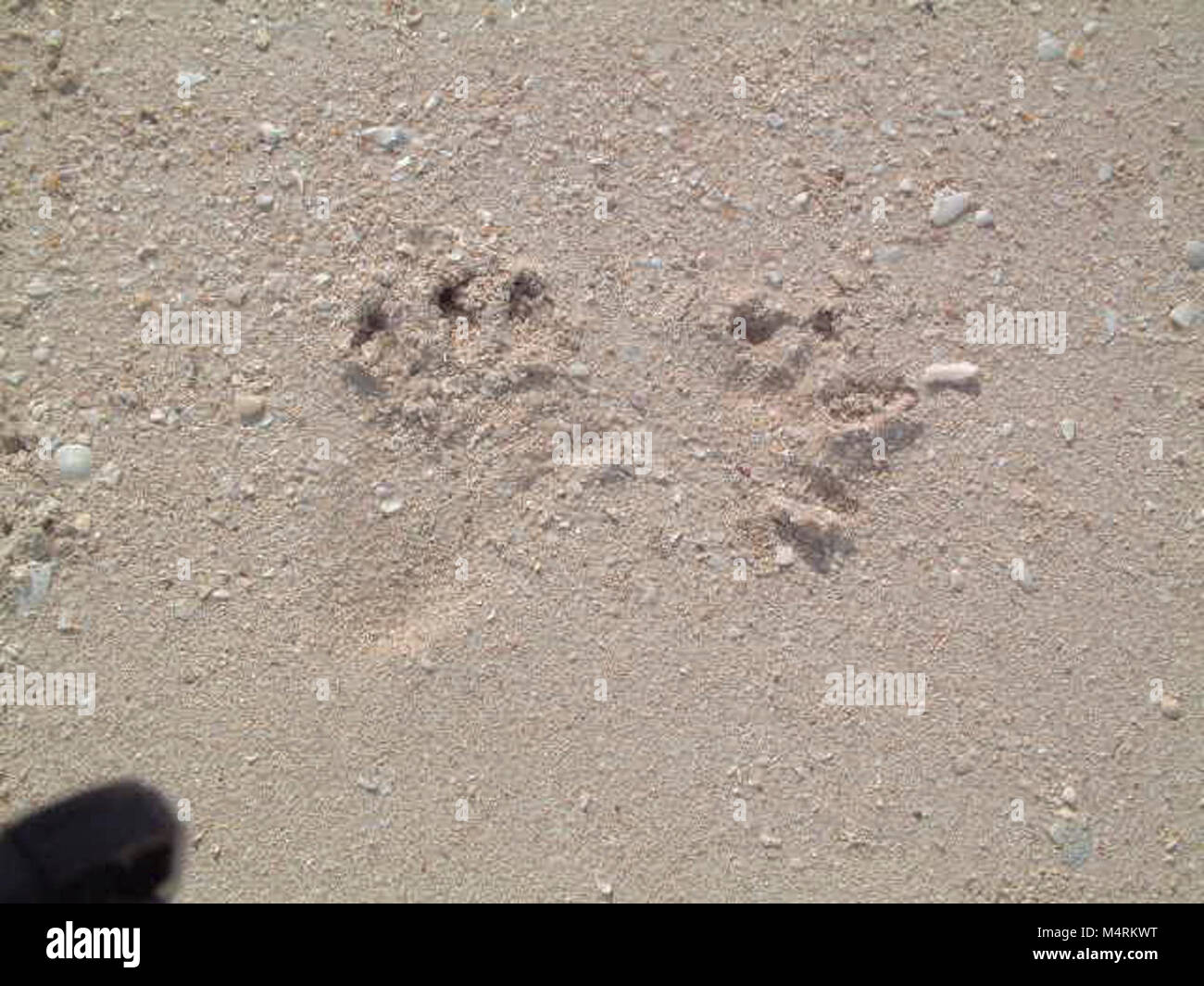 Racoon Tracks Stock Photo - Alamy