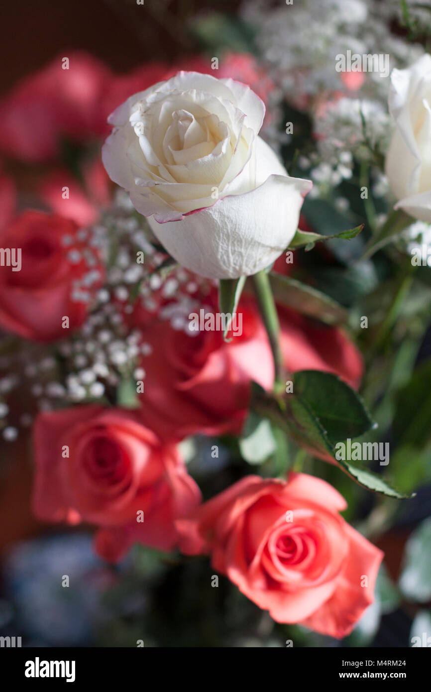 Bouquet of red and white roses Stock Photo - Alamy