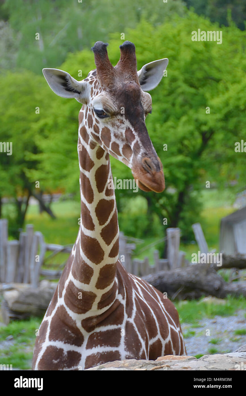 The head of giraffe Stock Photo - Alamy