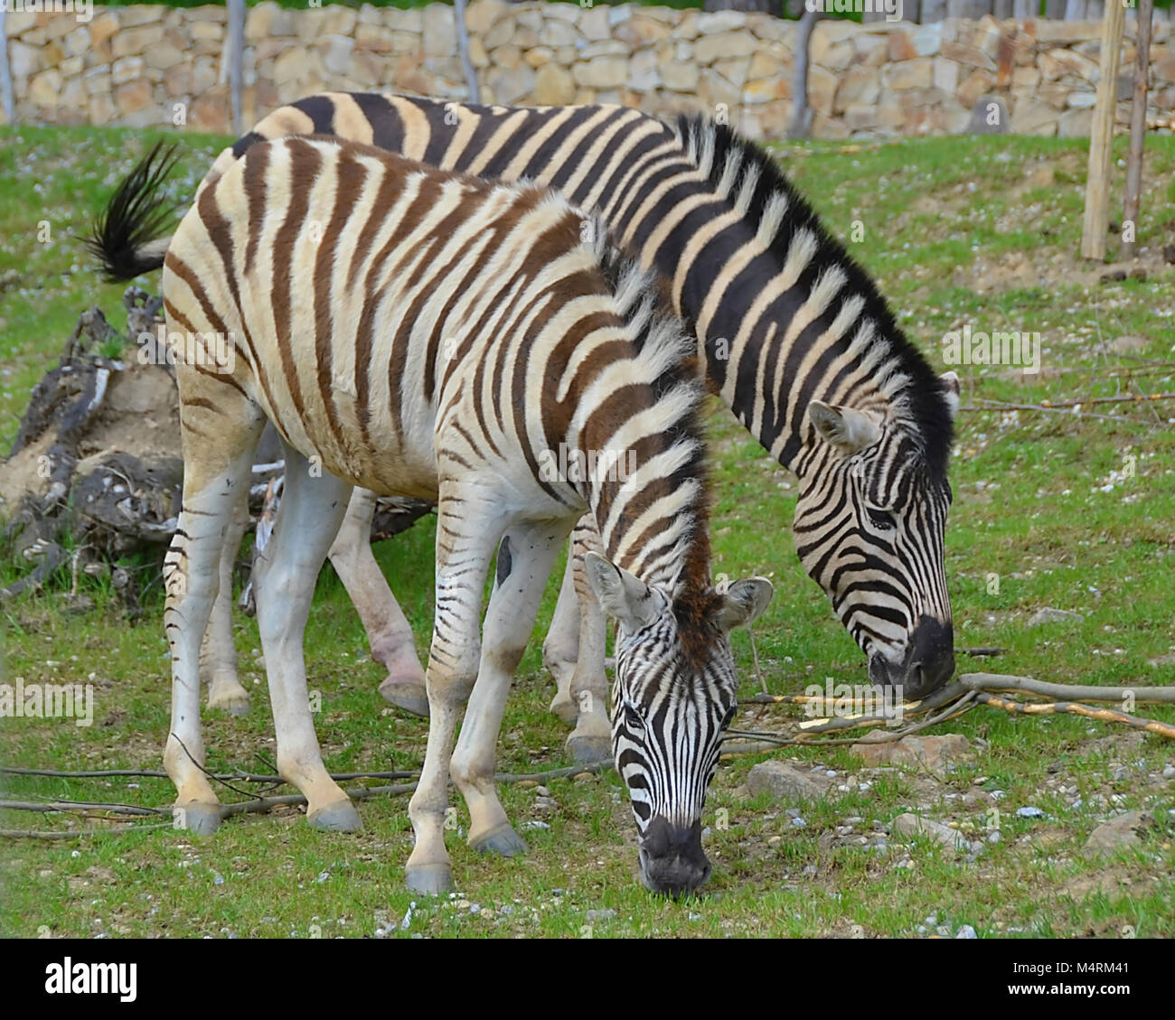 the zebra that rises Stock Photo - Alamy